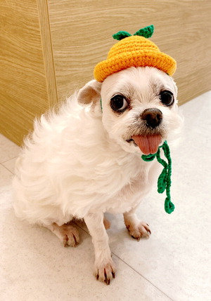 10년 넘게 함께한 영원한 친구 - Kollo